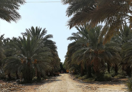 Chefco Medjool dadlar från Jericho - Hebe Frukt & Grönt