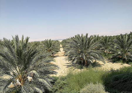 Chefco Medjool dadlar från Jericho - Hebe Frukt & Grönt