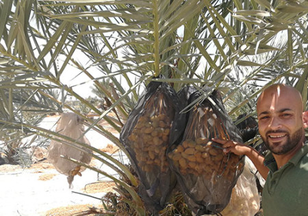 Chefco Medjool dadlar från Jericho - Hebe Frukt & Grönt