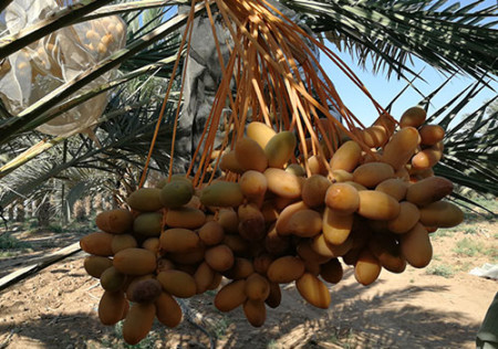Chefco Medjool dadlar från Jericho - Hebe Frukt & Grönt