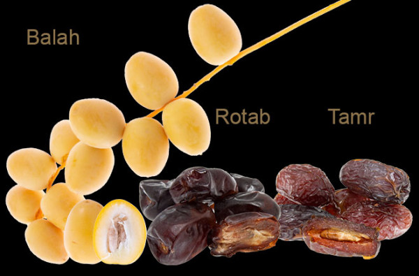 Chefco Medjool dadlar från Jericho - Hebe Frukt & Grönt